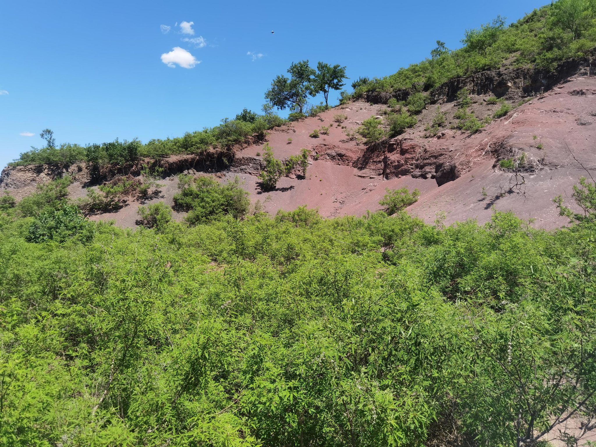 Locked in Mortal Combat: Unusual Fossil Shows Mammal Attacking a Dinosaur