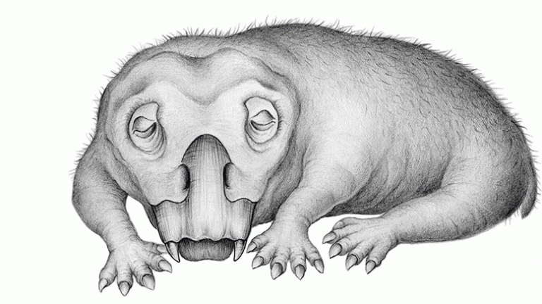 New Species of Ancient Cynodont Discovered – 220-Million-Year-Old ...