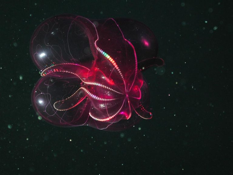 Stunning Diversity of Comb Jellies Revealed Through Genetic Probes