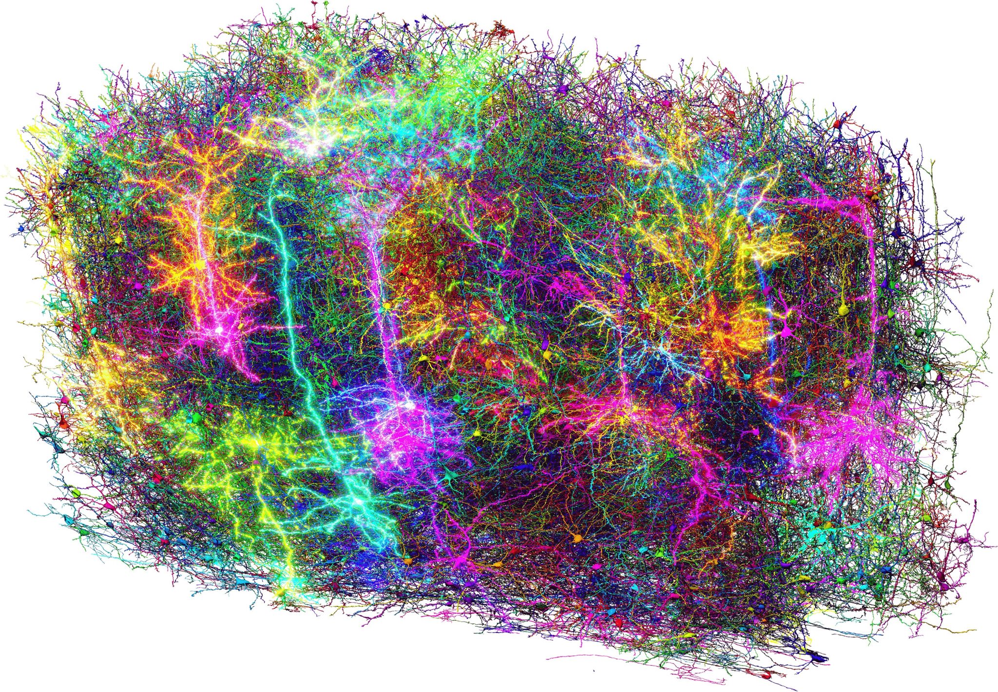 A Grain of Brain, 523 Million Synapses, and the Most Complicated ...