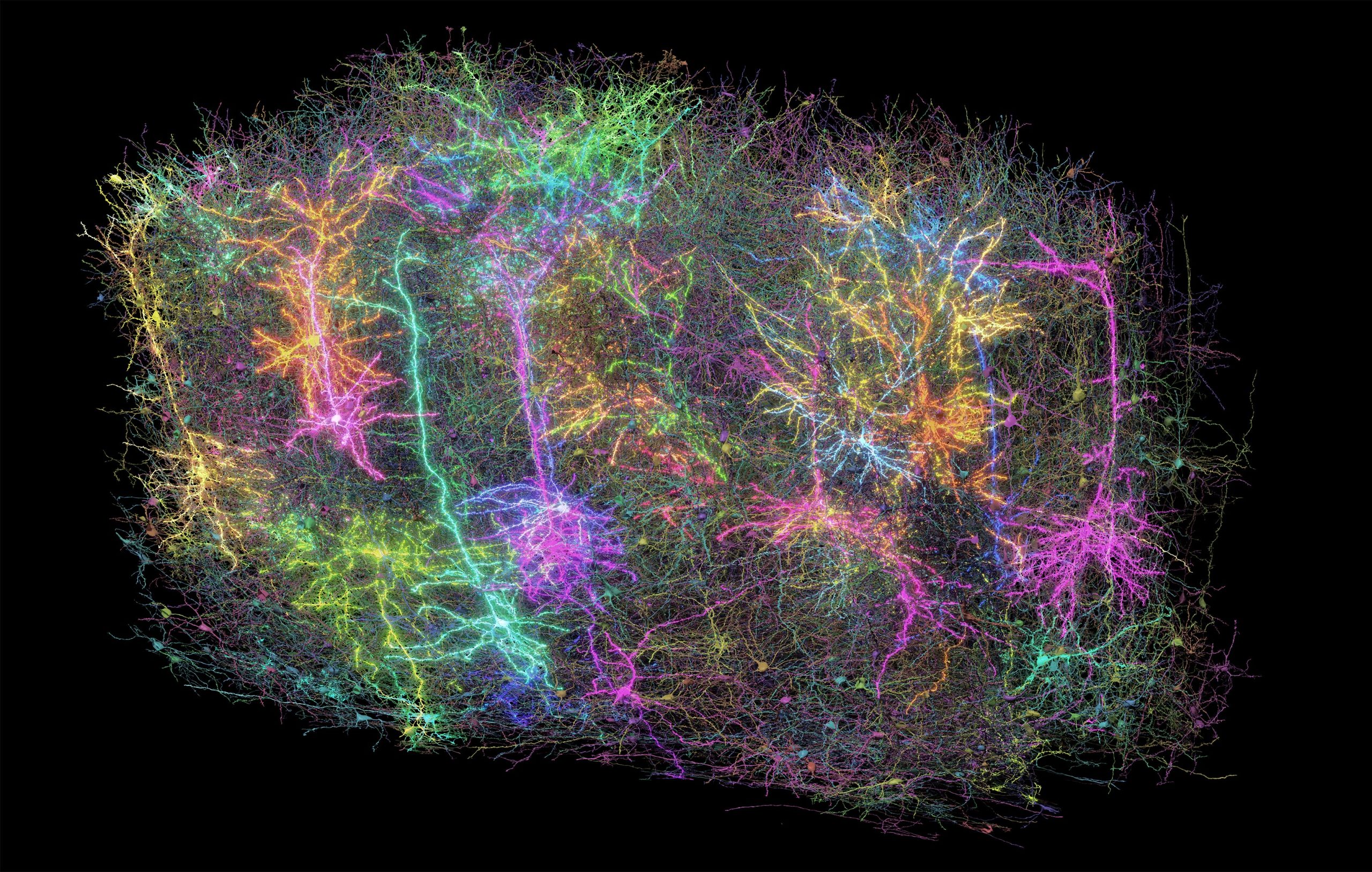 They Mapped Every Neuron in a Grain of Brain – And Revealed How We See