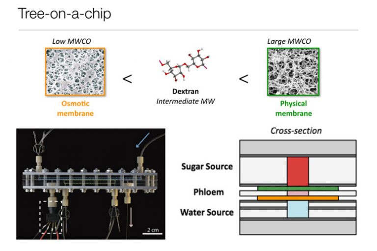 Engineers Design Microfluidic Device That Generates Passive Hydraulic Power