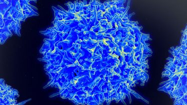 MIT Engineers Create Synthetic Cells to Isolate Genetic Circuits