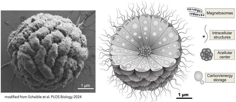 These Tiny Magnetic Bacteria Act Like a Single Body – And Could Explain ...