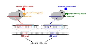 Decoding Disease: UC San Diego’s Leap in Gene Editing