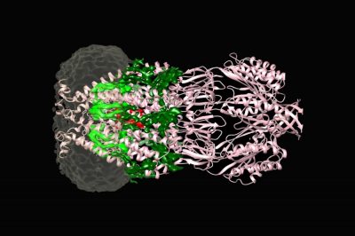 Inside the Crucial Protein Channel That Keeps Bacteria Alive