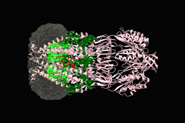 Inside the Crucial Protein Channel That Keeps Bacteria Alive