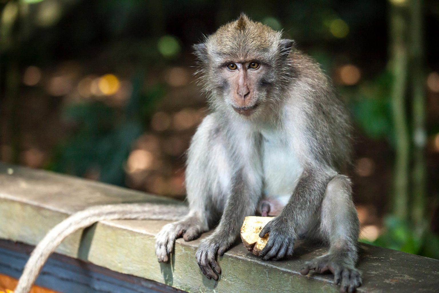 Brain Stimulation From Ultrasonic Waves Used to Control Monkeys’ Behavior