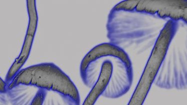Psychedelic Drug Psilocybin “Magic Mushrooms” Spurs Growth of Neural ...