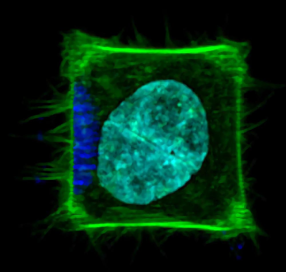 Magnetic Nanoparticles Control Thousands of Cells Simultaneously