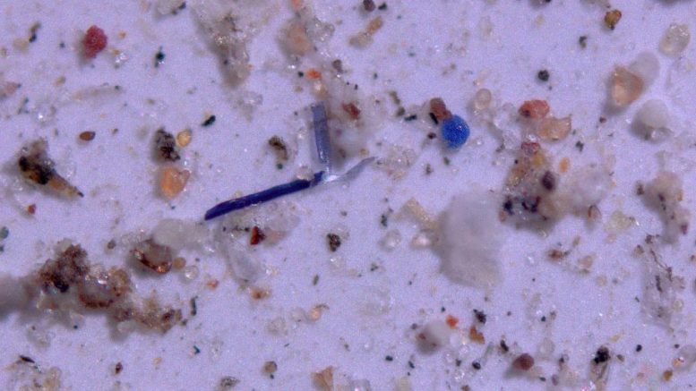 Science Made Simple: What Are Microplastics?