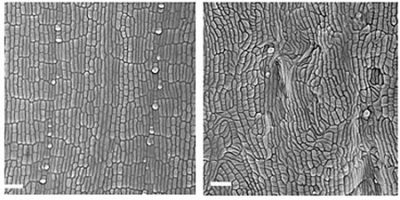 Biologists Unravel Tangled Mystery of Plant Cell Growth – Insight Could ...