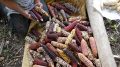 “Unparalleled Discovery” of Ancient Skeletons Reveals First Use of ...