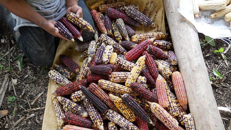 Researchers Discover Ancient Corn in Peru