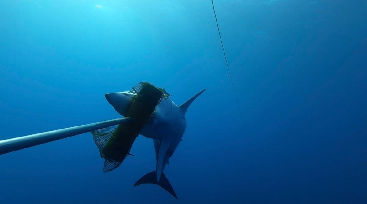 Critically Endangered Mako Shark Tagged for the First Time in the ...