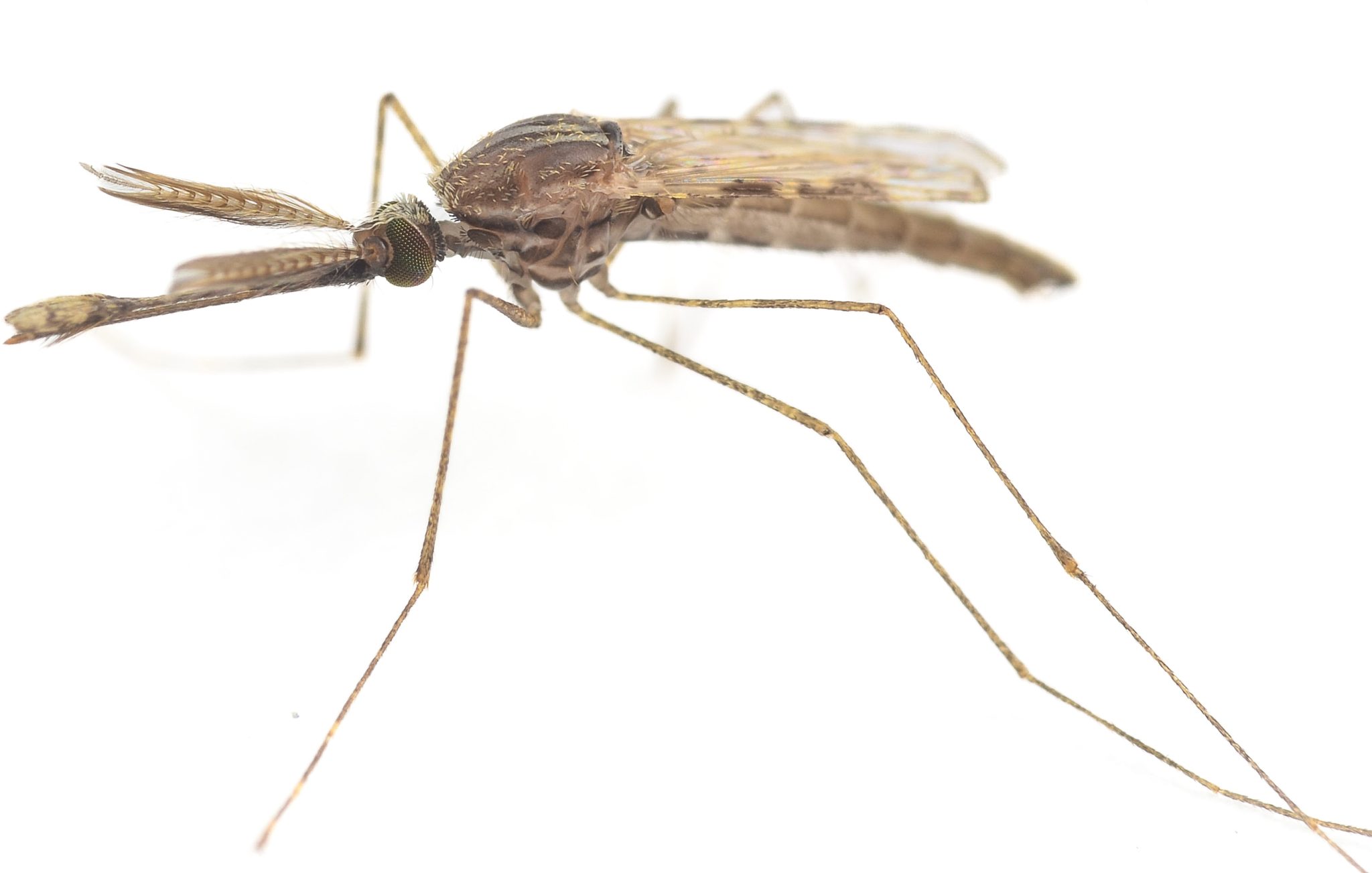 How Mosquito Love Songs Could Help Stop Malaria