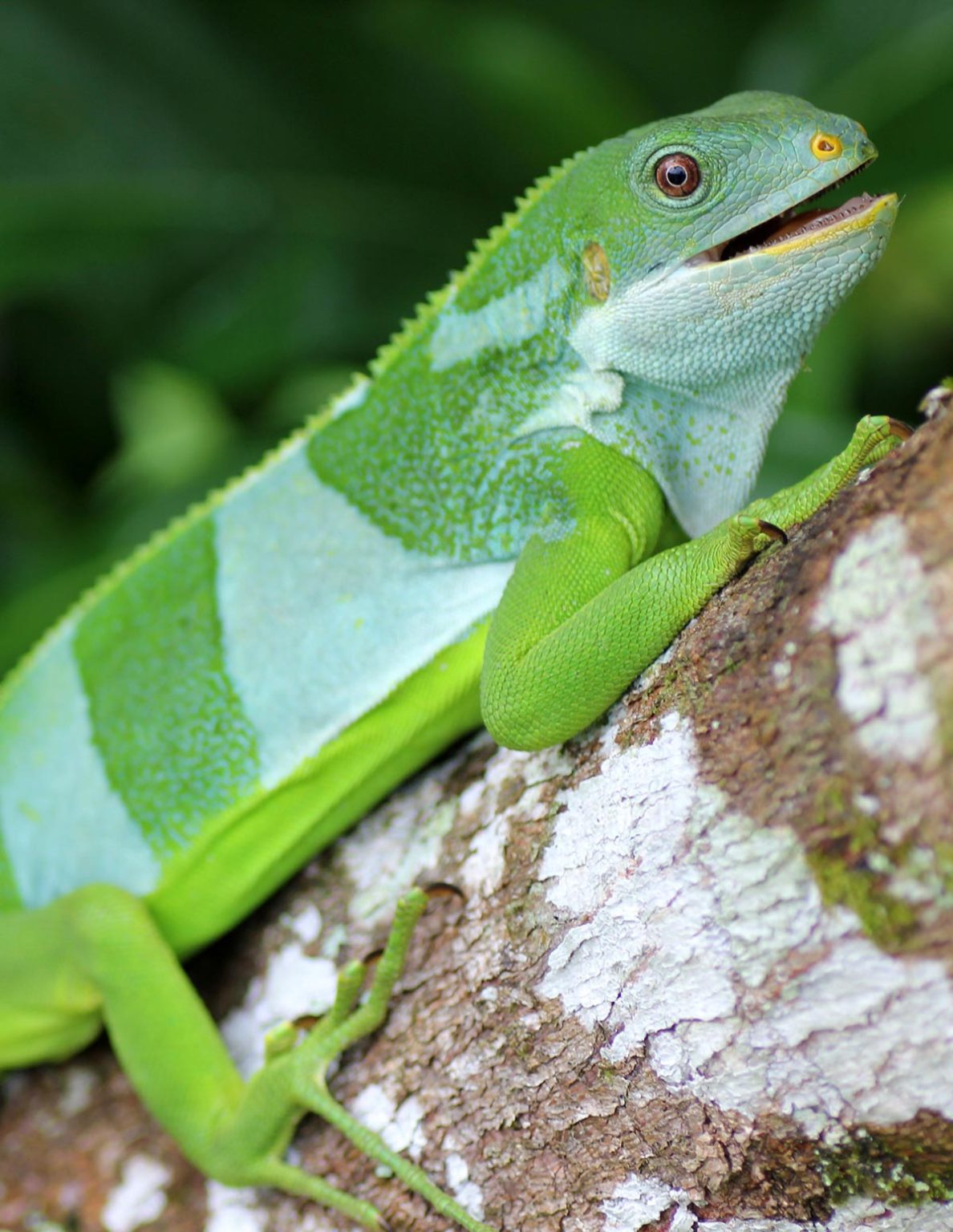 The Ultimate Castaways: How Iguanas Survived a 5,000-Mile Ocean Voyage