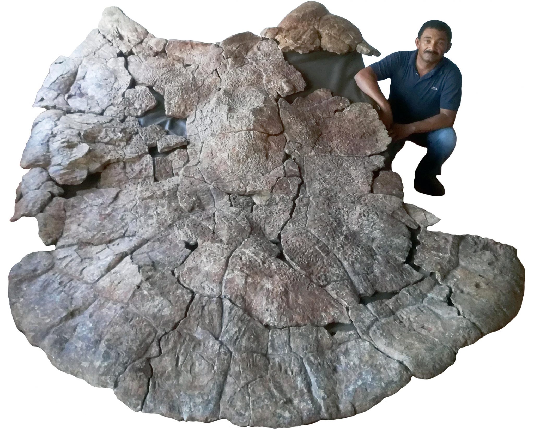 Absolutely Massive Extinct Turtle Weighed 2,500 Pounds and Had Giant ...