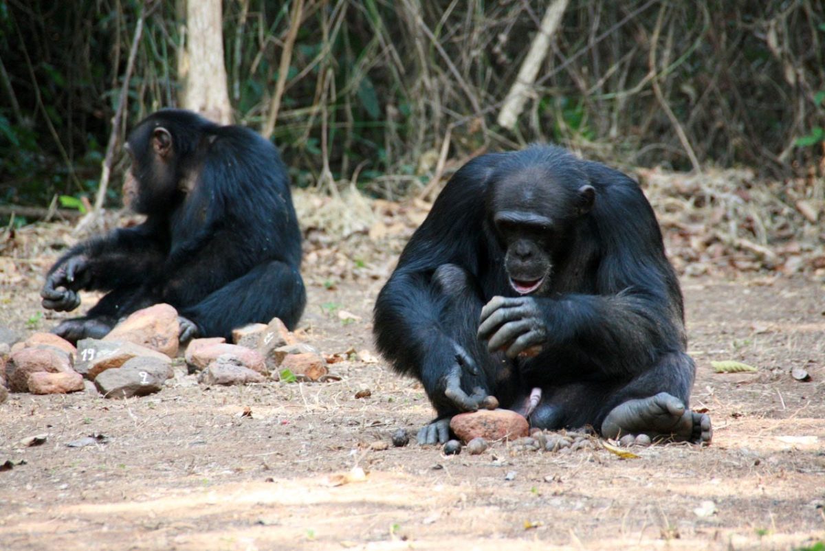 Chimpanzees Crack the Code to Human Evolution