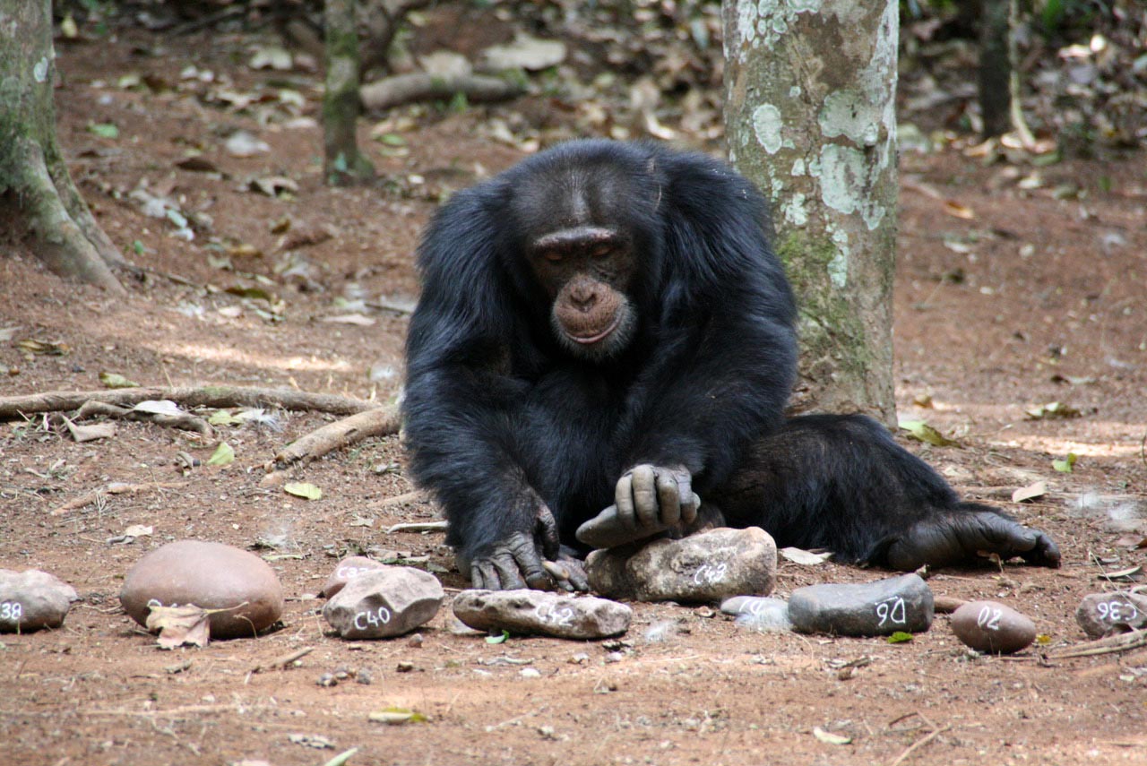 Chimpanzees Crack the Code to Human Evolution