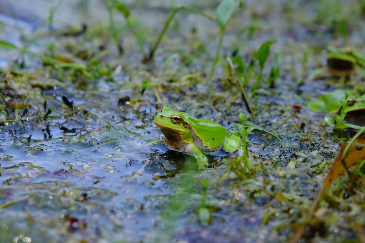 Melanin Protection: Chornobyl Black Frogs Reveal Evolution in Action