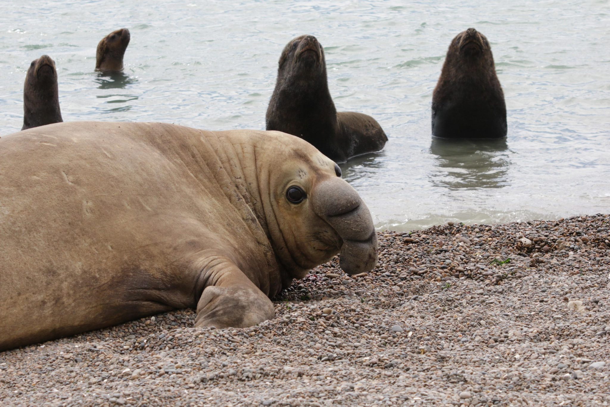 Mass Mortality at Punta Delgada: H5N1 Decimates Argentina’s Elephant ...