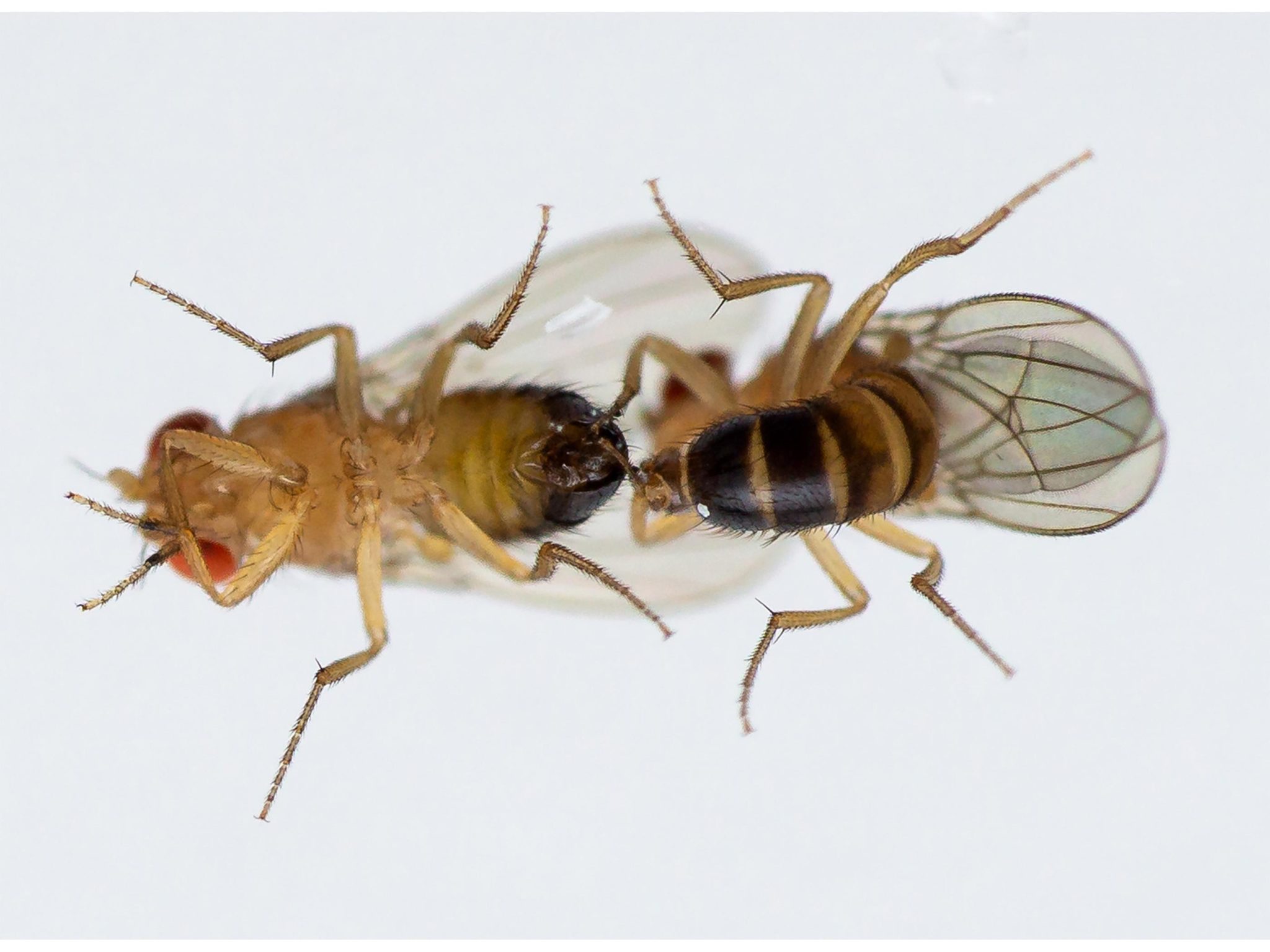 Air Pollution Destroys Sexual Pheromones – Impairs Successful Mating of ...