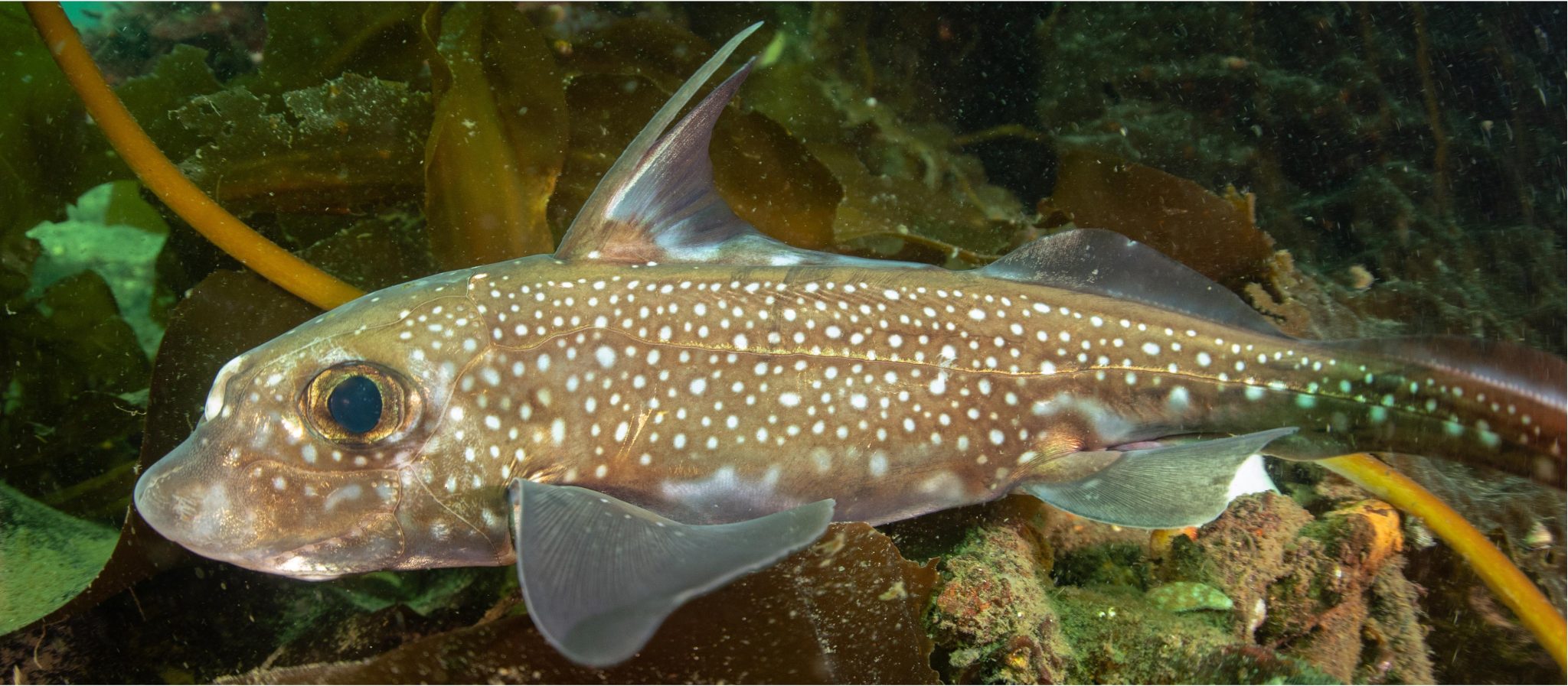“Insane” – Bizarre Fish Discovery Flips Long-Standing Assumption in ...