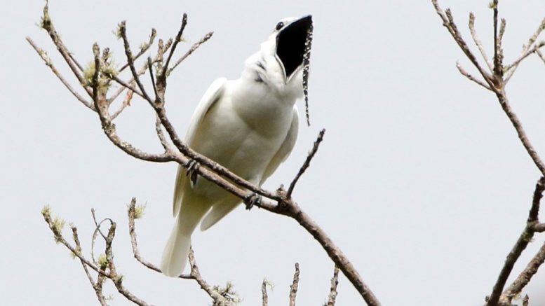 New Record for Loudest Bird Call Set During Mating Ritual