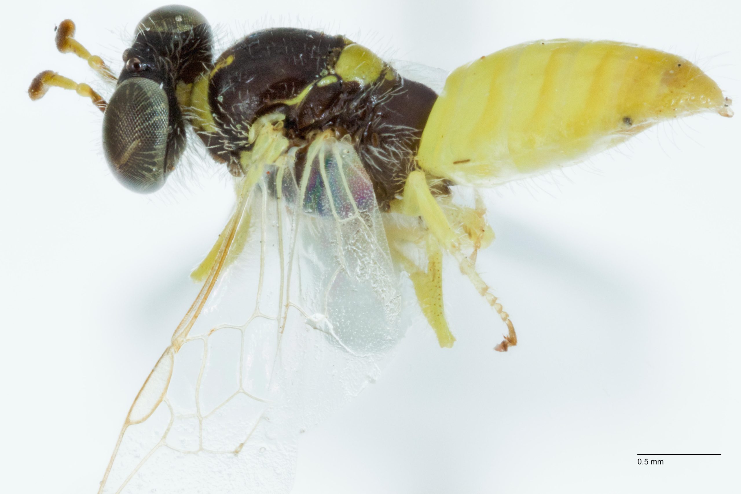 Fundamentally Altering Previous Thinking – Two Bee Species Have Become One