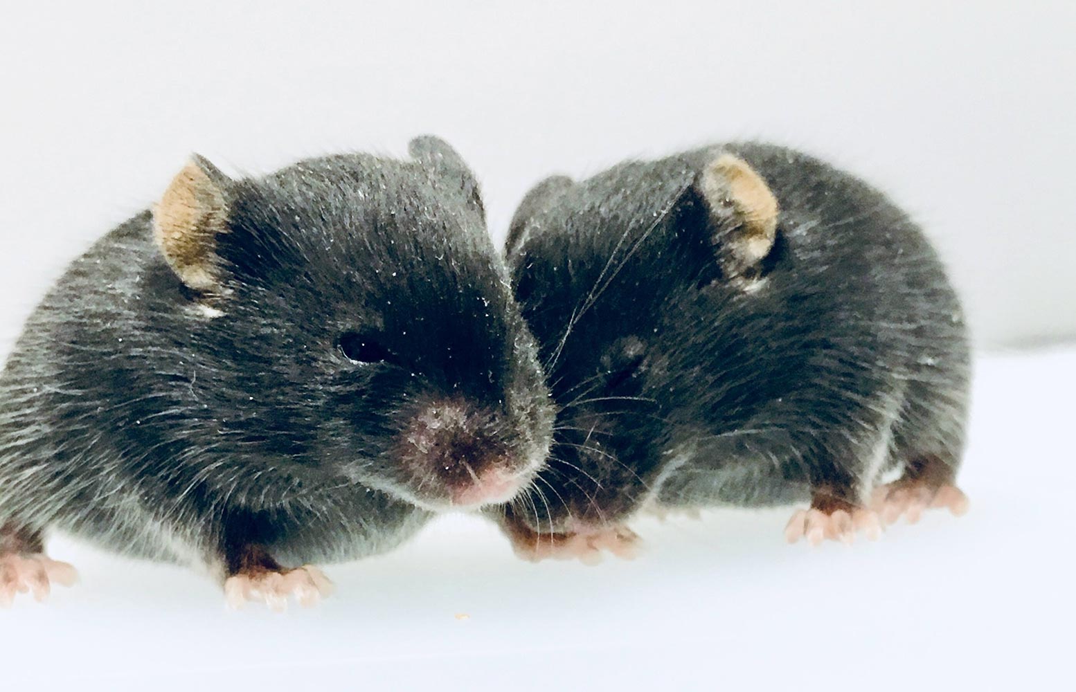 Diabetes Medication Promotes Brain Repair — But It Only Works in Females