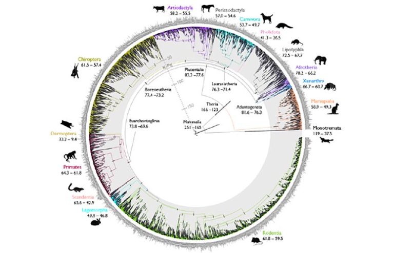 New Insights Into the Timeline of Mammal Evolution With Precisely Dated ...
