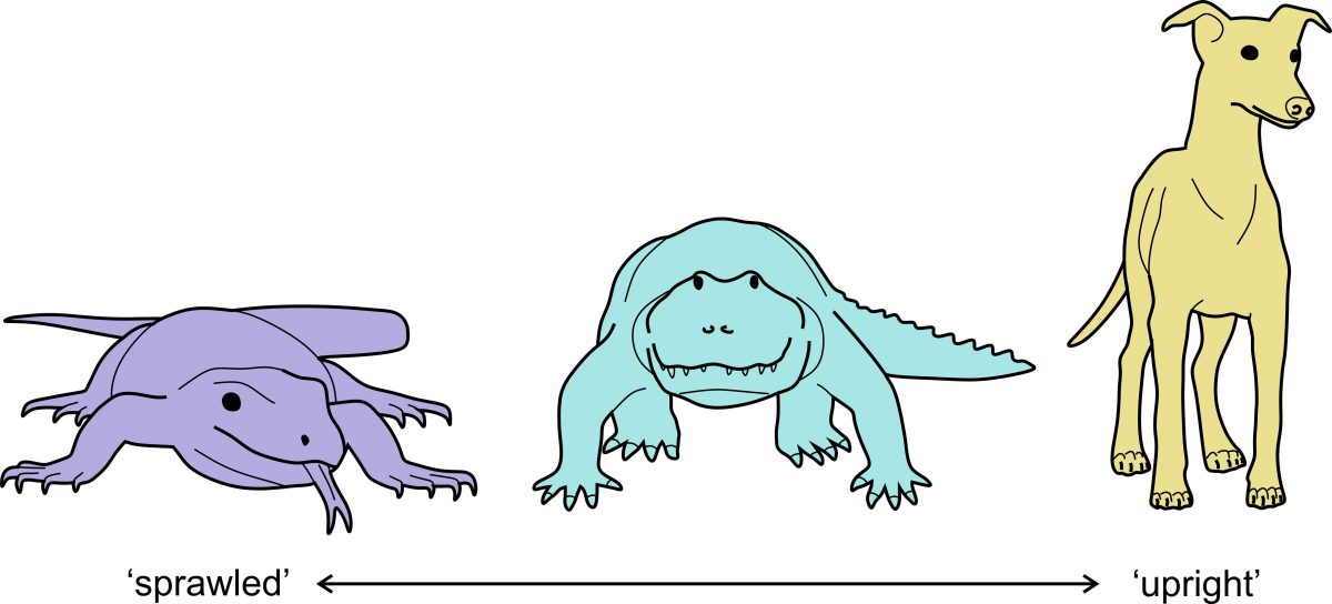 Harvard Study Uncovers Mammal Evolution’s Bumpy Road to Upright Posture