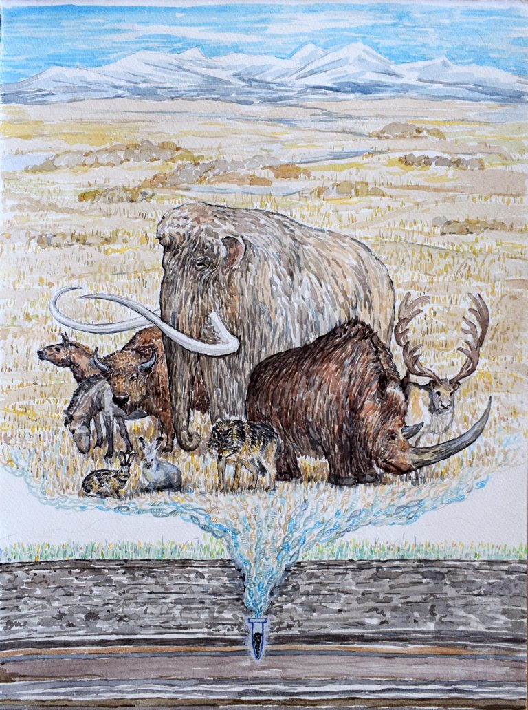 New DNA Research Shows Humans Did Not Cause Woolly Mammoths To Go ...