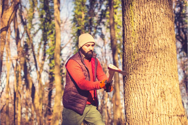 Should We Cut Down All the Oak Trees? The Unexpected Link Between Trees ...