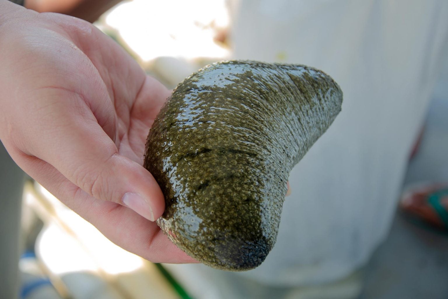 This “Zombie” Sea Creature Keeps Growing After Being Cut Apart