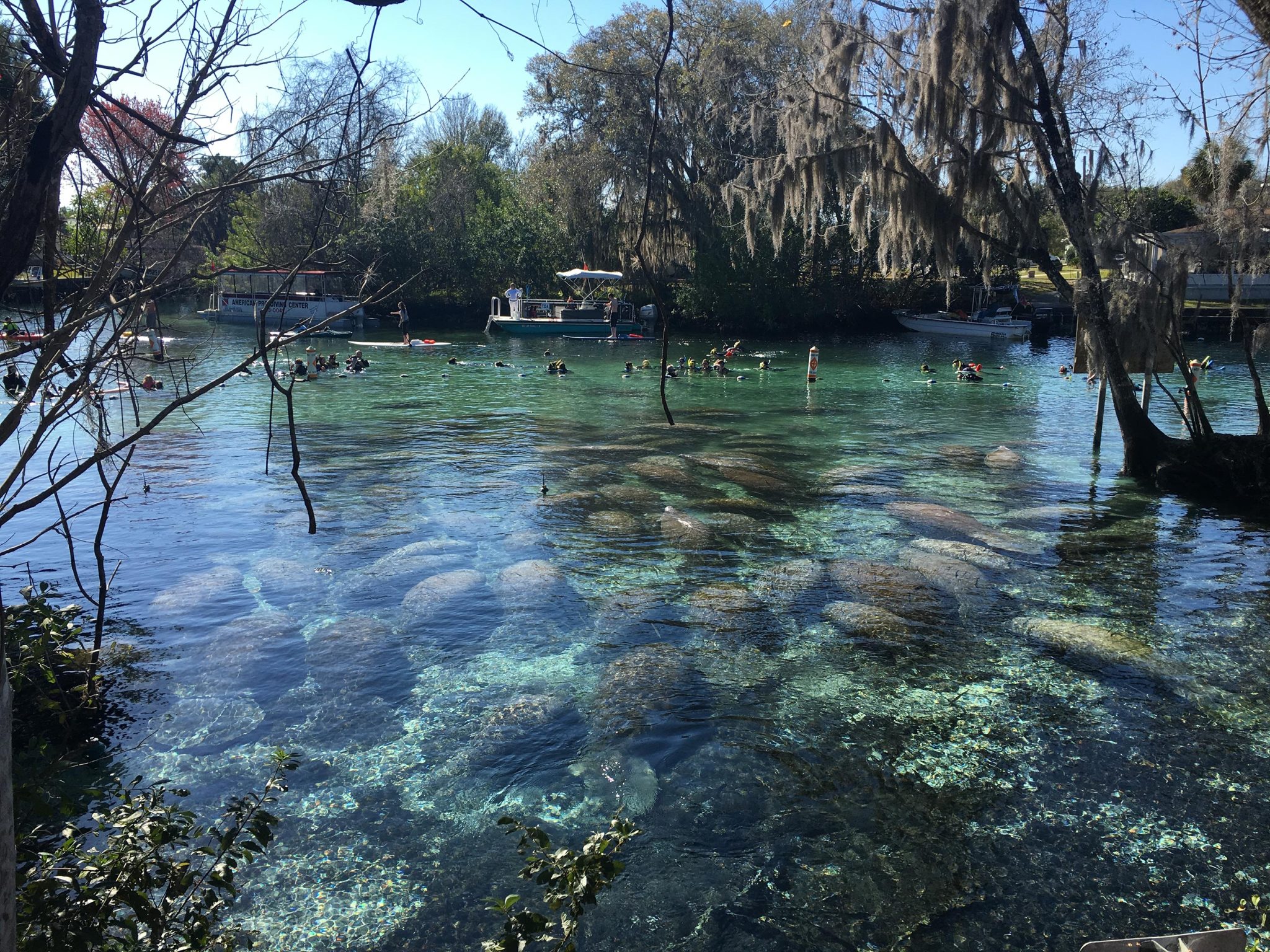 The Surprising Migration Story of Florida’s Manatees