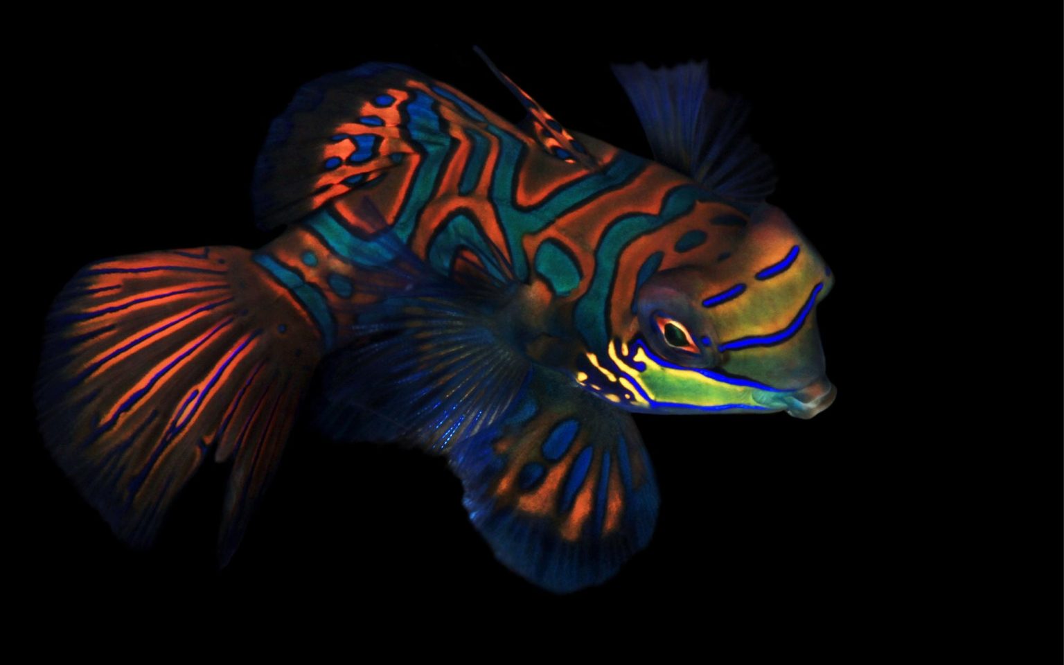 “Ugly” Reef Fish Are Most in Need of Conservation Support Due to Their ...