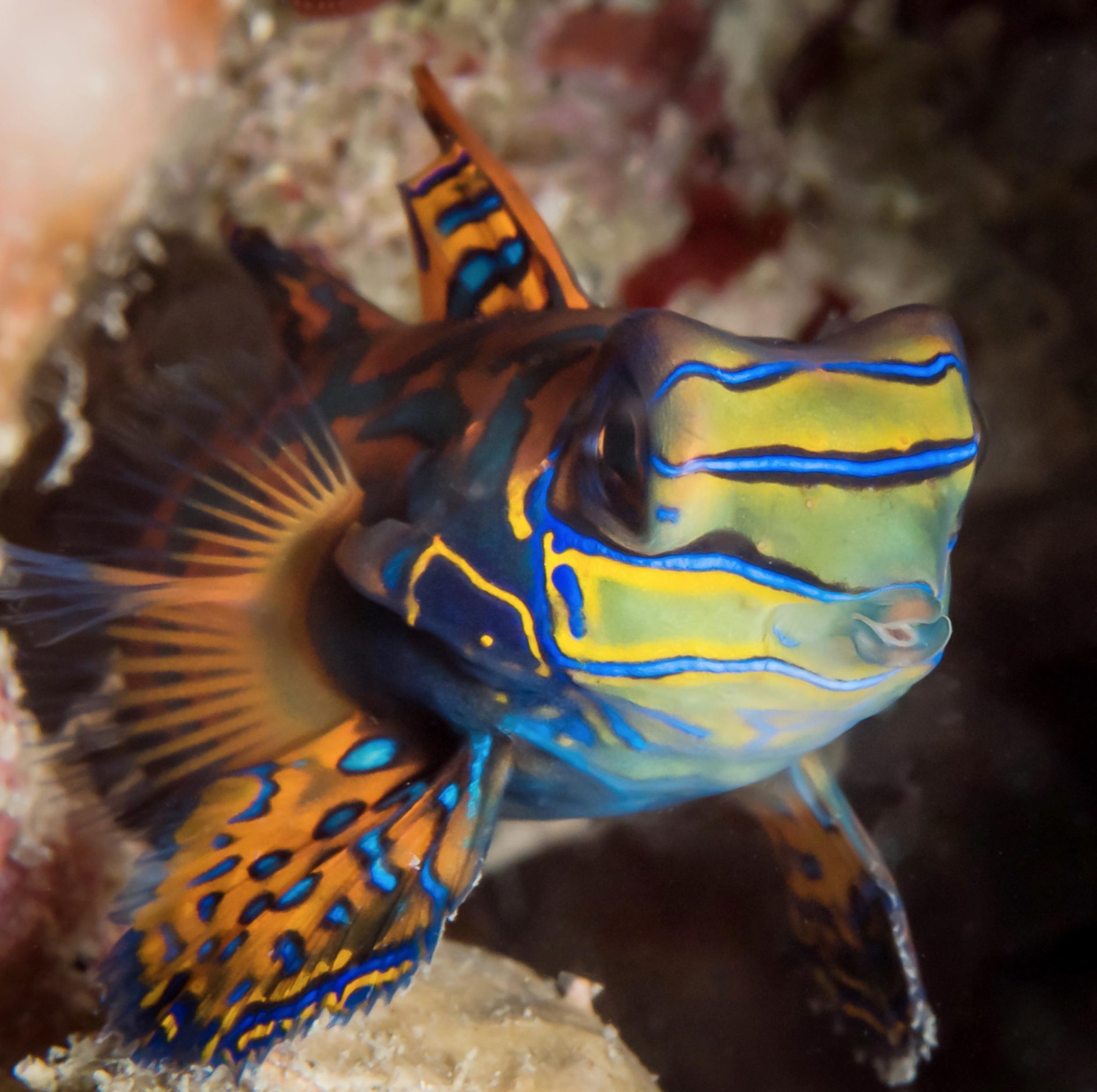 “Ugly” Reef Fish Are Most in Need of Conservation Support Due to Their ...