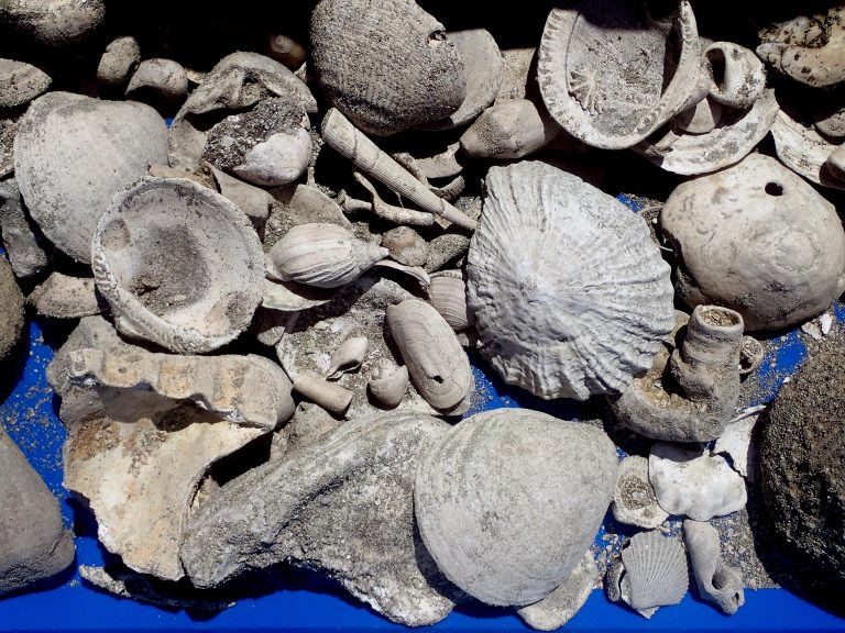 “Once-in-a-Lifetime Find” – Scientists Discover Fossil Treasure Trove ...