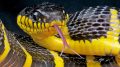“Snake Pneumonia” – Coronavirus Outbreak in China Traced to Snakes by ...