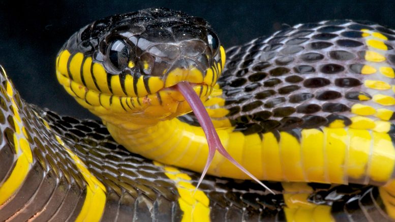 “Snake Pneumonia” – Coronavirus Outbreak in China Traced to Snakes by ...