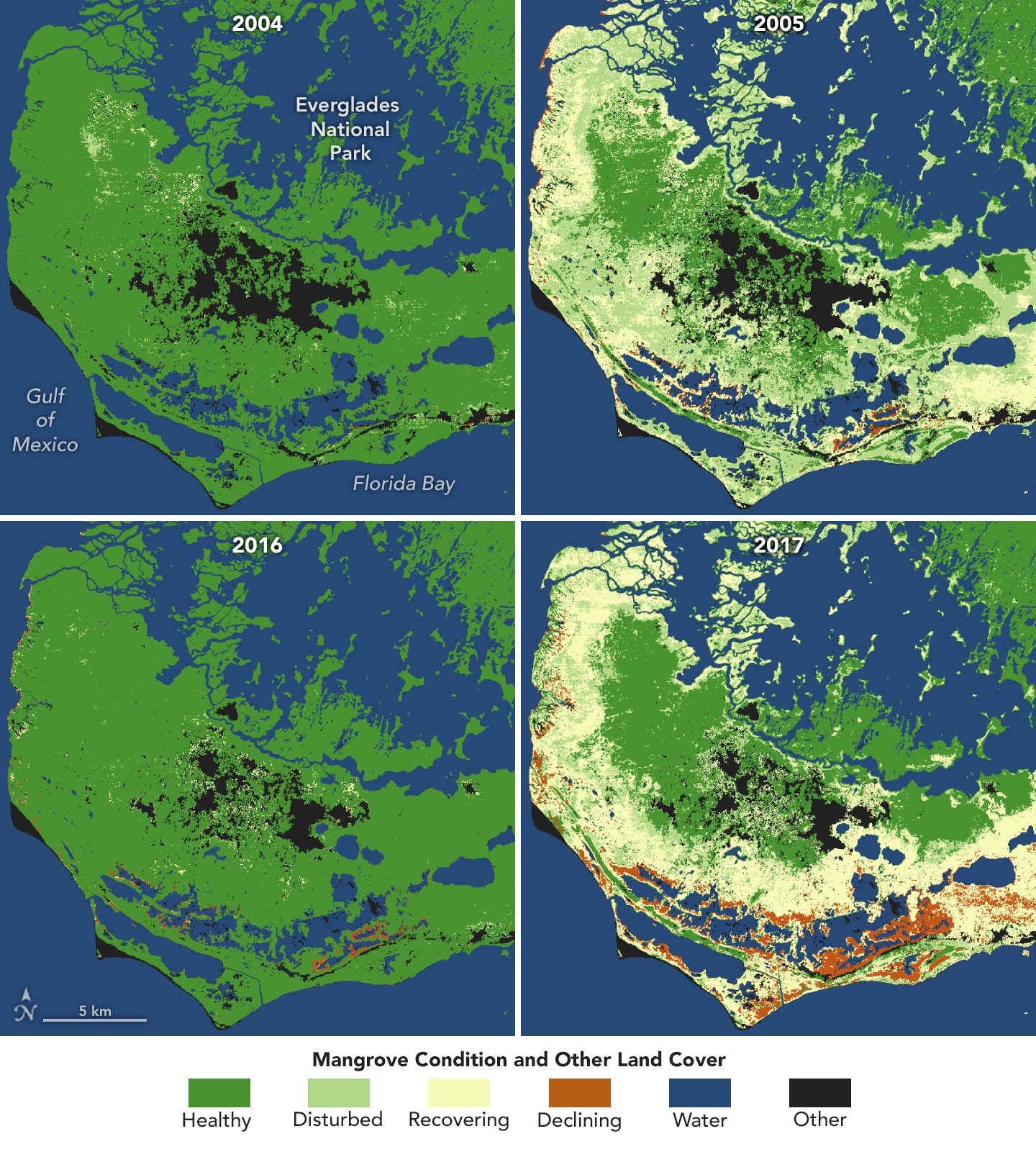Hurricanes Are Turning Mangroves Into Ghost Forests