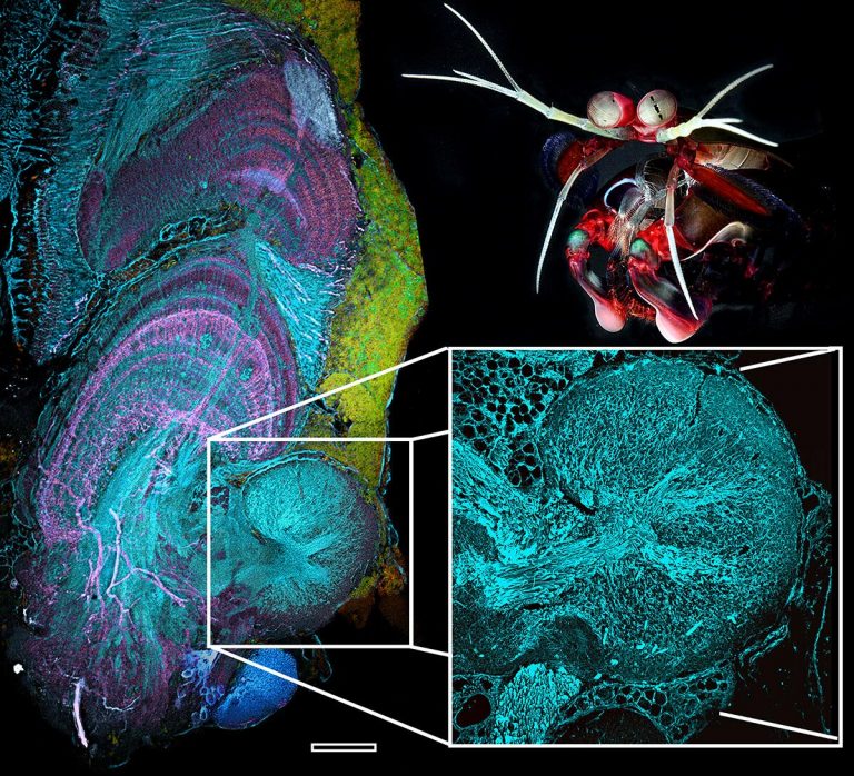 These Fierce Predators Have Incredible Vision and a Newly Discovered ...