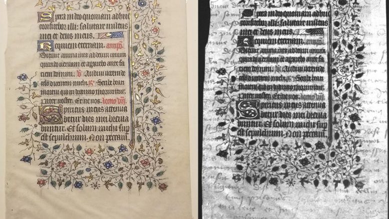 A Unique “Bawdy Bard” Act – Researchers Discover Extremely Rare Forms ...