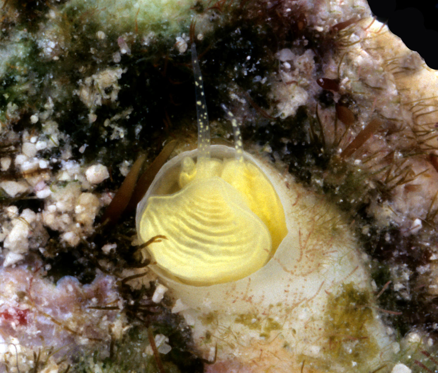 “Margarita Snails” – Scientists Discover New Species of Bright Yellow ...