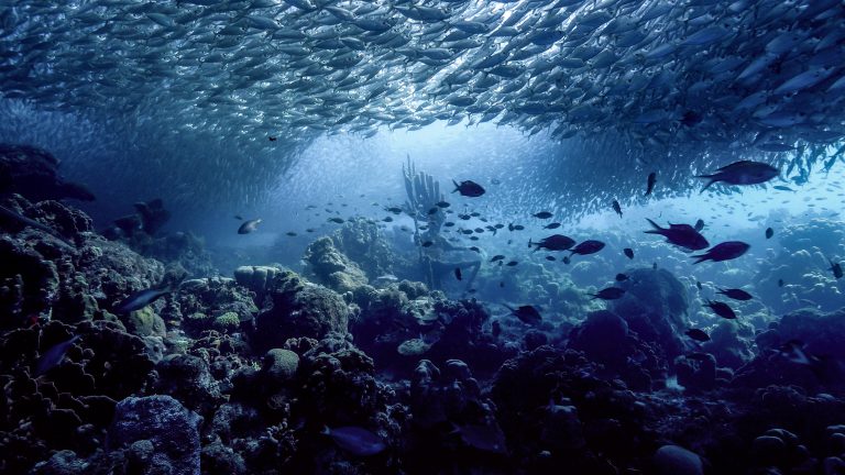 Protecting the Oceans Against Humans Could Be Much Cheaper Than ...