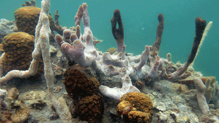 Large Gulf of Mexico “Dead Zone” Measured – Area of Low to No Oxygen ...
