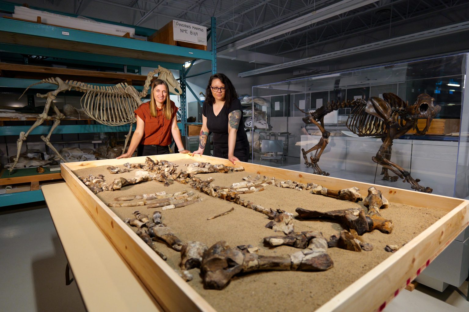 Scientists Discover a 23-Million-Year-Old “Arctic Rhino” in Canada