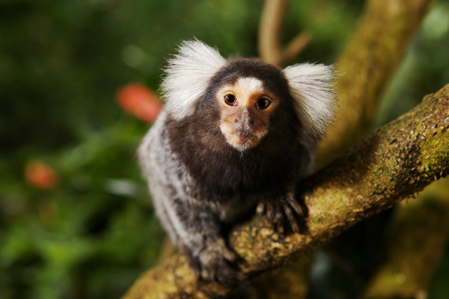 Unlocking Intelligence: Marmosets Reveal Hidden Secrets of Human Brain ...